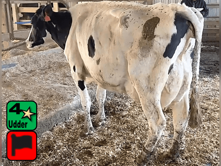6 3rd+ Lact Cows 🏴 | Fresh 4-13 to 7-4 | Group Avg 229 DIM 23 DCC 83#m ...
