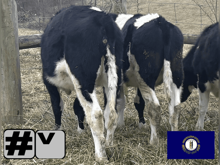 (20) Holstein Feeder Heifers (Handful of Steers The Group) | Medium ...