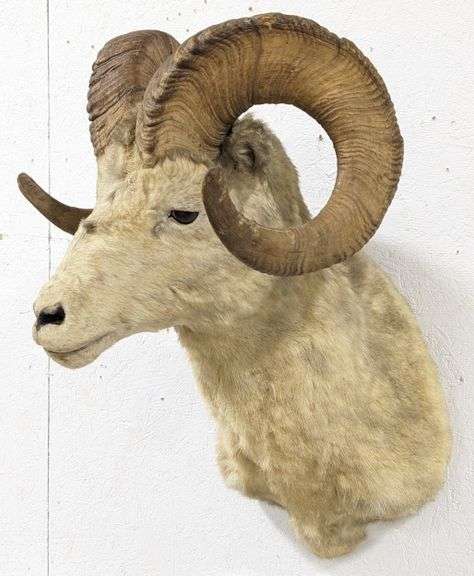 Vtg Dall Sheep Shoulder Mount Taxidermy - Kraft Auction Service, LLC