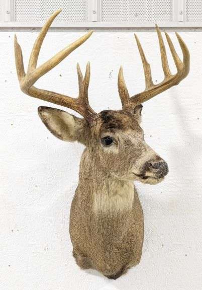 Vtg 11-Point Whitetail Deer Shoulder Mount - Kraft Auction Service, LLC