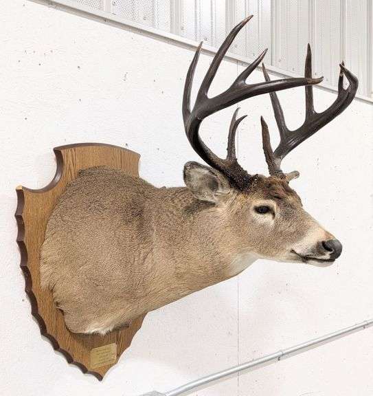 11-Point Whitetail Deer Shoulder Mount on Plaque - Kraft Auction ...