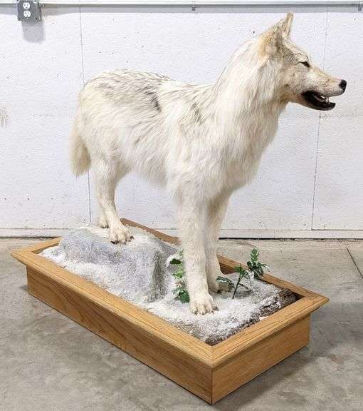 Full Body Arctic Wolf Taxidermy Mount - Kraft Auction Service, LLC