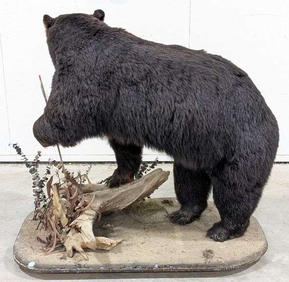 Black Bear Full Body Mount on Habitat Base - Kraft Auction Service, LLC