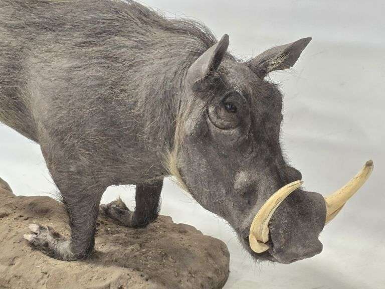 African Warthog Full Body Taxidermy Mount Display - Kraft Auction Service, LLC