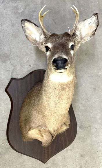 6-Point Whitetail Deer Taxidermy Shoulder Mount - Kraft Auction Service ...