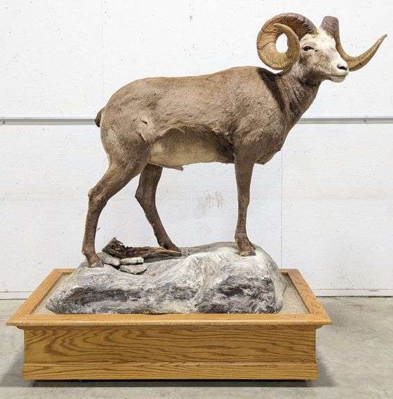Full Body Desert Big Horn Sheep Taxidermy Mount - Kraft Auction Service ...
