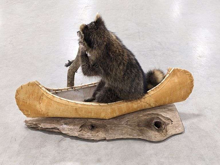 Rowing Raccoon Full Body Taxidermy in Birch Canoe - Kraft Auction ...