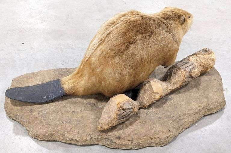 Large Beaver Full Body Mount Taxidermy - Kraft Auction Service, LLC