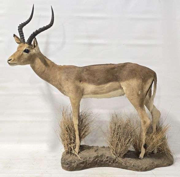 African Impala Full Body Taxidermy Mount Display - Kraft Auction ...