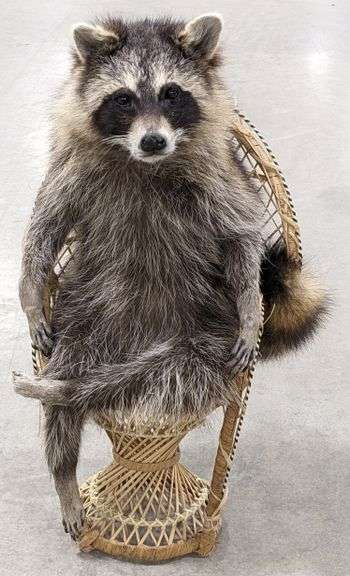 Sitting Raccoon Full Body Taxidermy on Weaved Char - Kraft Auction ...