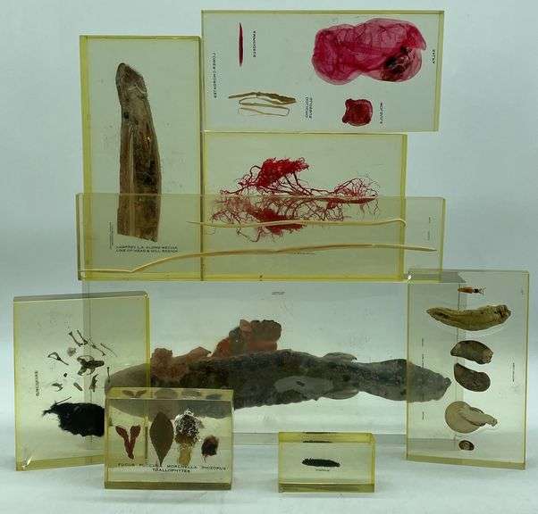 (GH) Marine Animal Specimens Samples 11”-3” - Kraft Auction Service, LLC