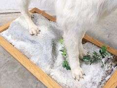 Full Body Arctic Wolf Taxidermy Mount - Kraft Auction Service, LLC