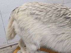 Full Body Arctic Wolf Taxidermy Mount - Kraft Auction Service, LLC