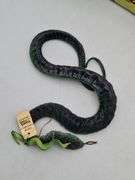 (D) Vintage Fang and Fong Toy Snakes. 3 11"x9"x3.75" cases. - Kraft ...