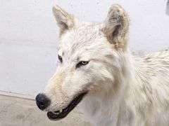 Full Body Arctic Wolf Taxidermy Mount - Kraft Auction Service, LLC