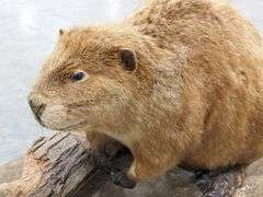 Large Beaver Full Body Mount Taxidermy - Kraft Auction Service, LLC