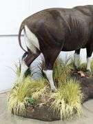 Full Body Banteng Taxidermy Mount - Kraft Auction Service, LLC