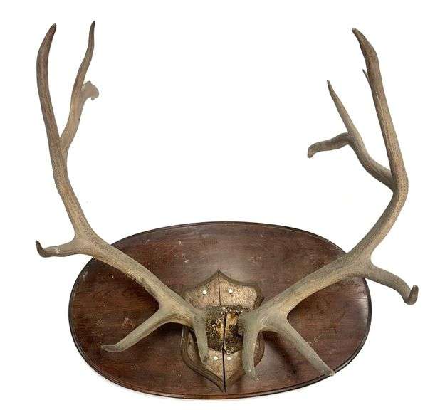6X7 Set of Trophy Mounted Elk Antlers on Wood Platform. - Kraft Auction ...