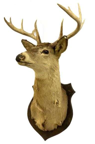 10 Point Trophy White Tail Deer Shoulder Mount - Kraft Auction Service, LLC
