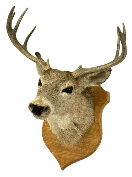 10 Point Trophy White Tail Deer Mid Shoulder Mount - Kraft Auction ...
