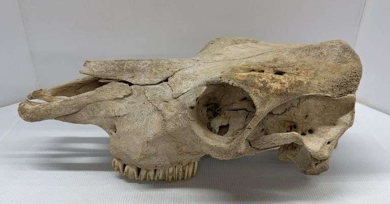 (AM) Cattle Head Skeleton - Kraft Auction Service, LLC