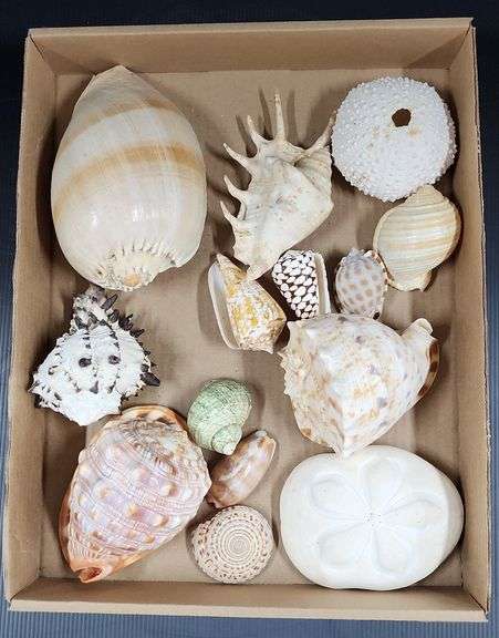 (S) Flat Lot Of Sea Shells - Kraft Auction Service, LLC