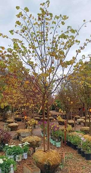 Redbud Eastern Clump - Kraft Auction Service, LLC