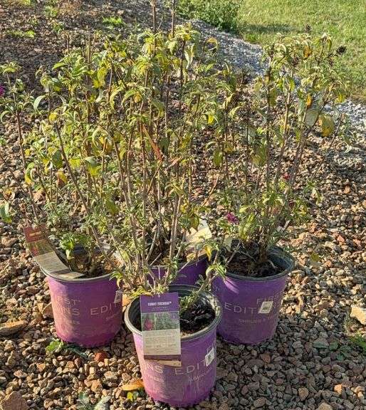4 Funky Fuchsia Butterfly Bush 3 Gallon Potted Plants - Kraft Auction ...