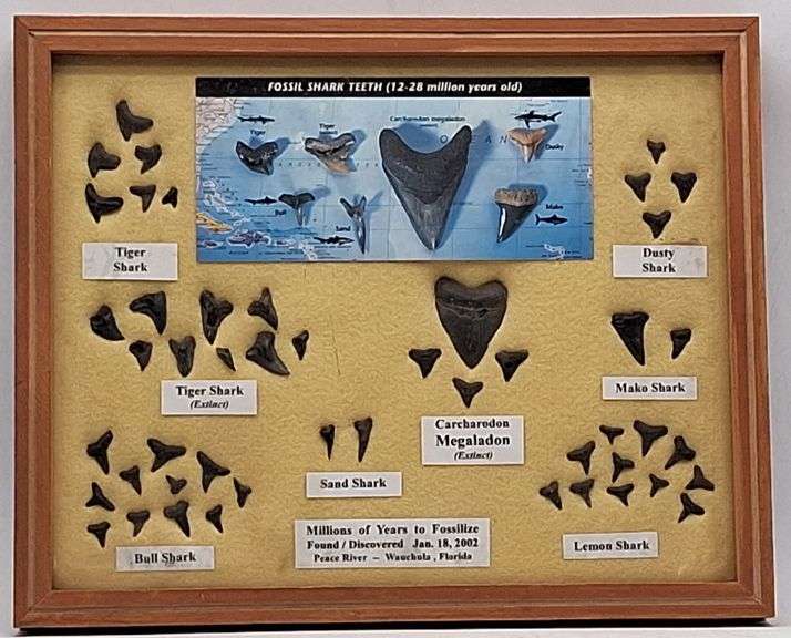 (E) Vtg Shark Tooth Display - Kraft Auction Service, LLC