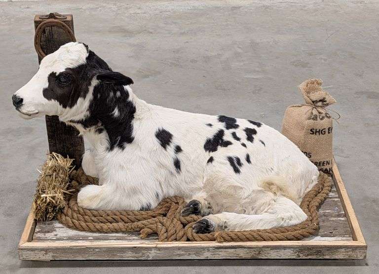Holstein Calf Full Body Taxidermy Mount on Detailed Base - Kraft ...