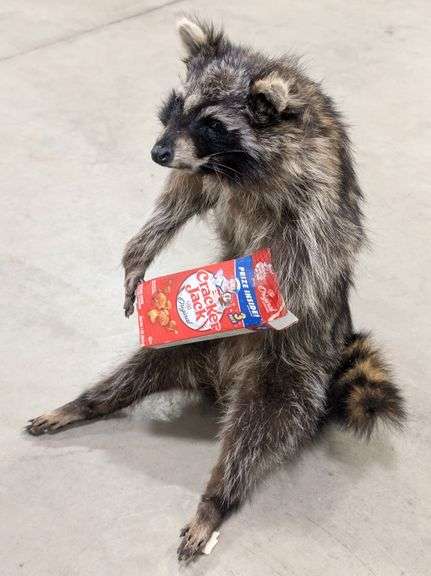 Snackin' Racoon w/ Cracker Jacks Full Body Taxidermy Mount - Kraft ...
