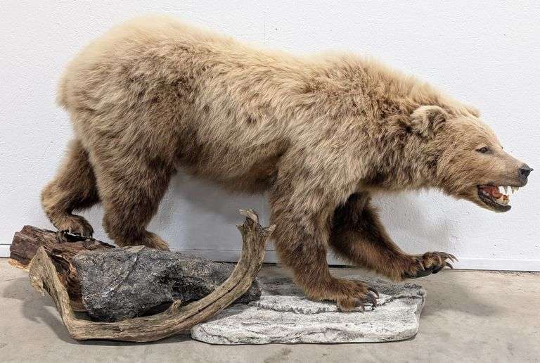 Walking Brown Bear Full Body Mount on Faux Rock Base - Kraft Auction ...