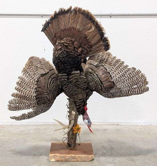 Big Tom Turkey Hanging Harvest Full Body Taxidermy Mount - Kraft ...