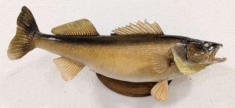 Huge Trophy Walleye Real Skin Full Body Taxidermy Mount - Kraft Auction ...