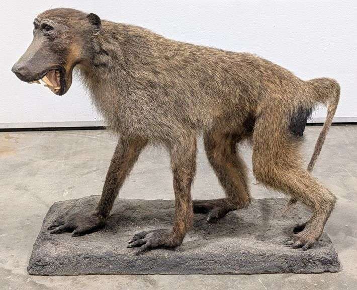 Screeching Baboon Full Body Taxidermy Mount on Base - Kraft Auction ...