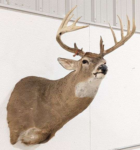 Huge 14-Point Trophy Class Whitetail Deer Shoulder Mount Taxidermy ...