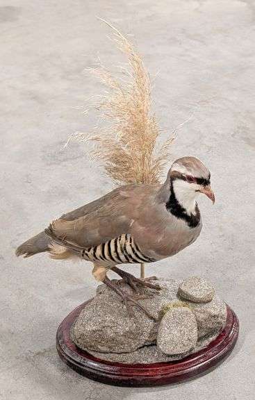 Idaho Chukar Full Body Taxidermy Mount w/ Habitat Base - Kraft Auction ...