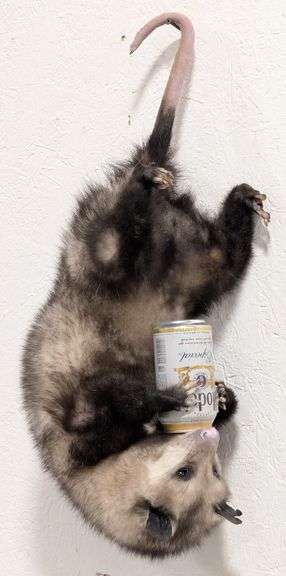 Beer Drinkin' Hanging Possum Full Body Taxidermy Mount - Kraft Auction ...