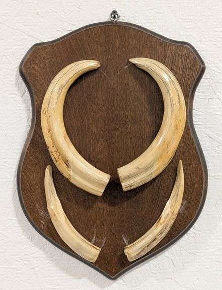 Warthog Tusk Plaque Display Taxidermy - Kraft Auction Service, LLC