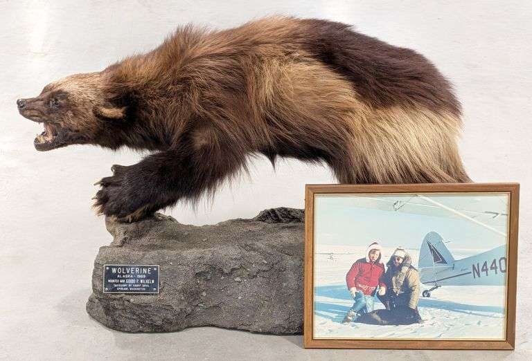 HUGE Wolverine Full Body Taxidermy Mount by Knopp Bros - Kraft Auction ...
