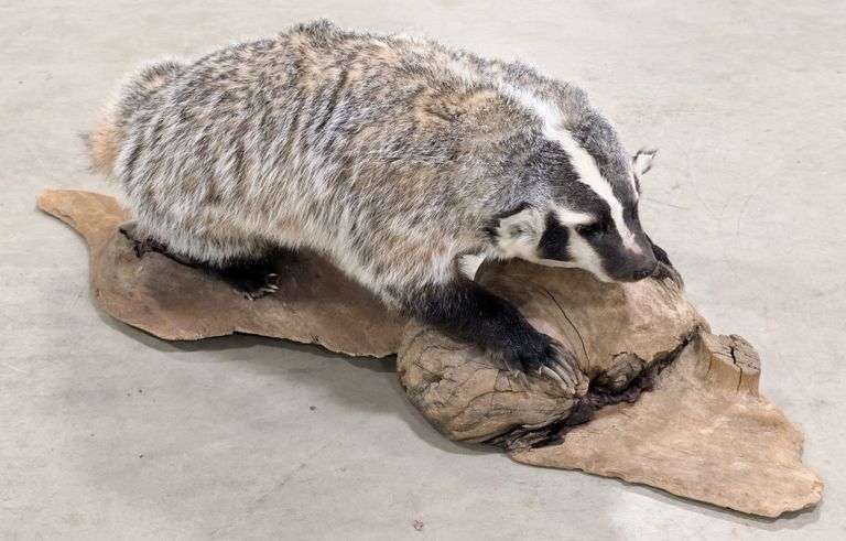 Large Full Body Badger Taxidermy Mount on Driftwood - Kraft Auction ...
