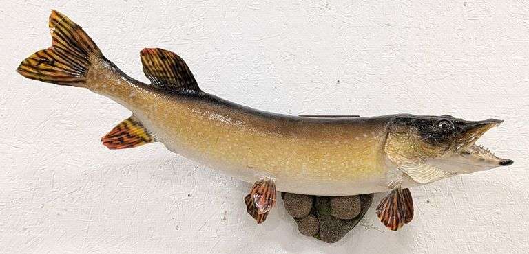 Northern Pike Full Body Taxidermy Wall Mount on Habitat Base - Kraft ...