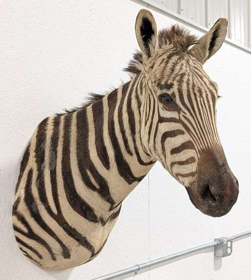 Vtg Zebra Shoulder Mount Taxidermy - Kraft Auction Service, LLC