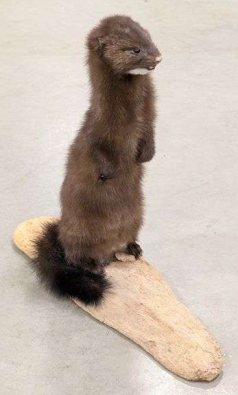 Upright Mink Full Body Taxidermy Mount on Driftwood - Kraft Auction ...