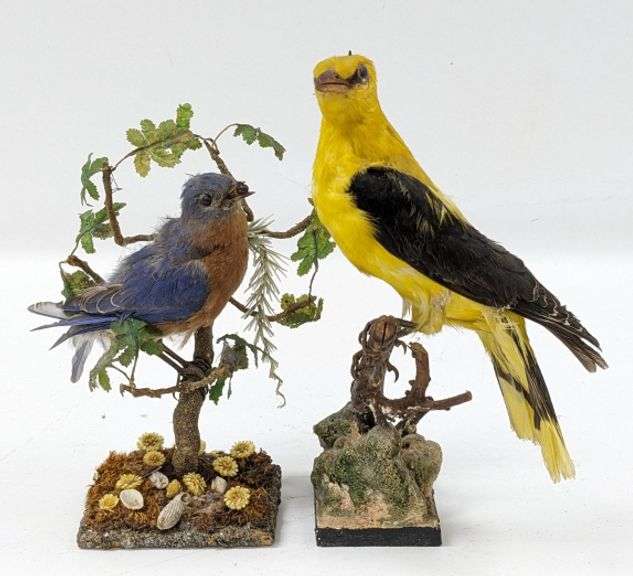 Pair Of Antique Taxidermy Bird Mounts - Kraft Auction Service, LLC