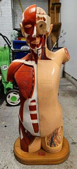 Lifelike Human Anatomy Statue. - Kraft Auction Service, LLC