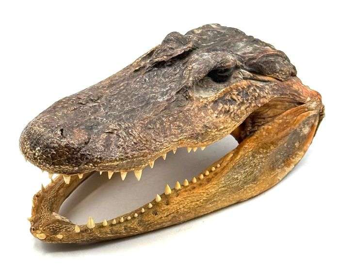 8"- 8.5" Alligator Head Taxidermy - Kraft Auction Service, LLC