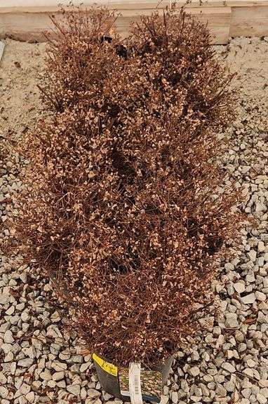 Little Princess Spirea Pink Potted Plant Lot - Kraft Auction Service, LLC