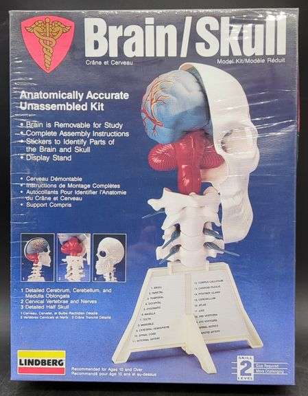 (D) Lindberg Brain/Skull Model Kit. 10 1/2 inch. Sealed Package ...