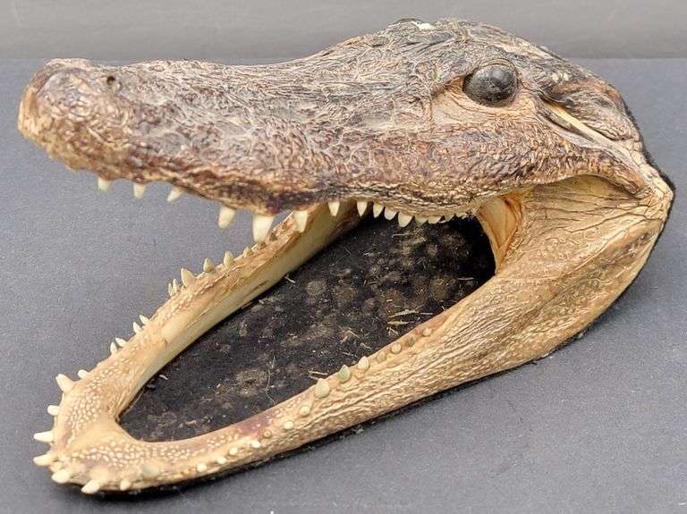 (Y) Taxidermied Alligator Head - Kraft Auction Service, LLC